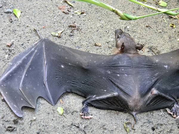 New Guinea naked-backed fruit bat | Project Noah