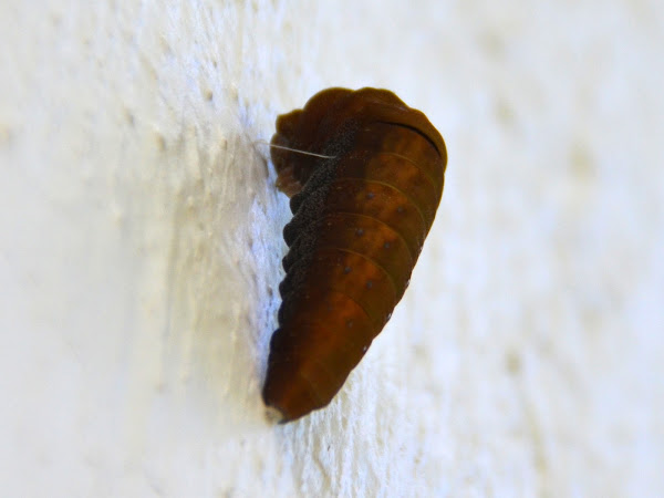 Two-tailed Swallowtail Cocoon | Project Noah