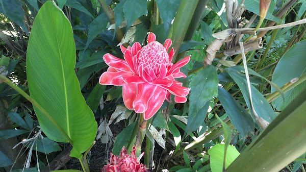 Torch Ginger | Project Noah