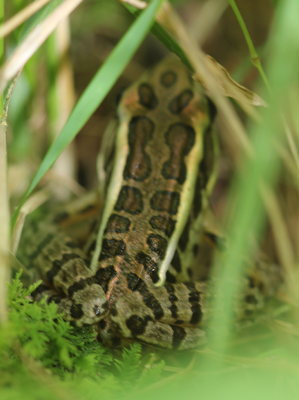 Pickerel Frog | Project Noah