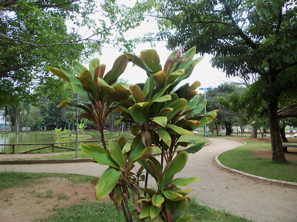 Fiteira | Project Noah