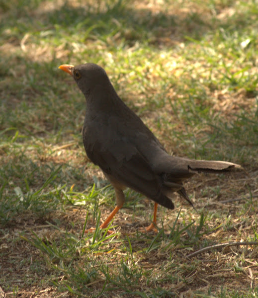 Karoo Thrush (Geelbek Lyster) | Project Noah