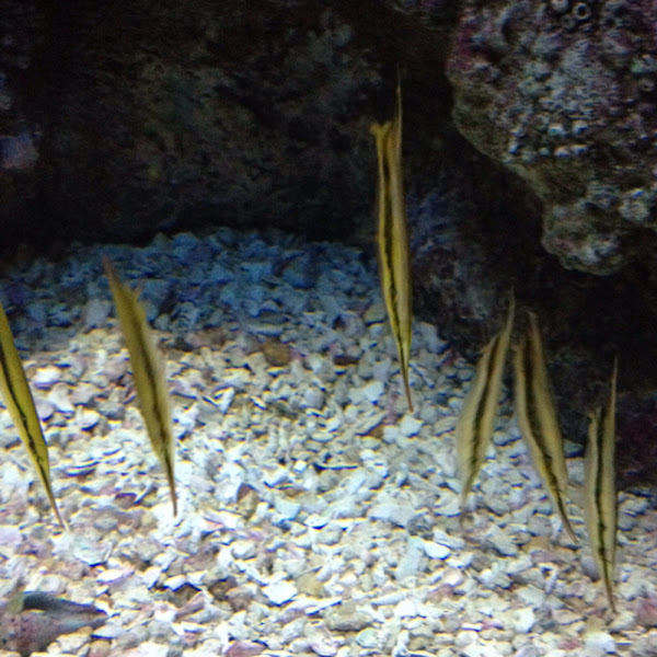 Razorfish | Project Noah