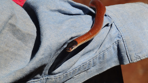 Monk Snake | Project Noah