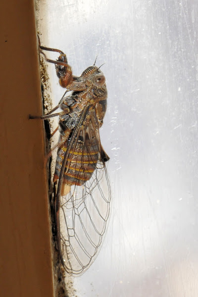 Black Tree Ticker Cicada | Project Noah