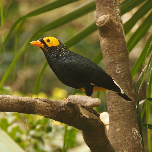 Yellow-faced Mynah | Project Noah
