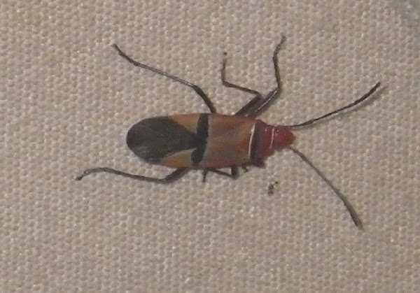 Cotton Stainer | Project Noah