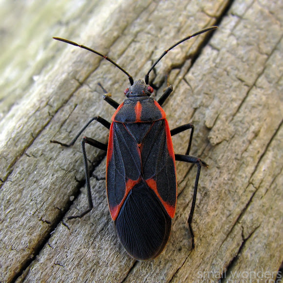 Eastern Boxelder Bug | Project Noah