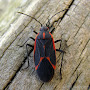 Eastern Boxelder Bug | Project Noah