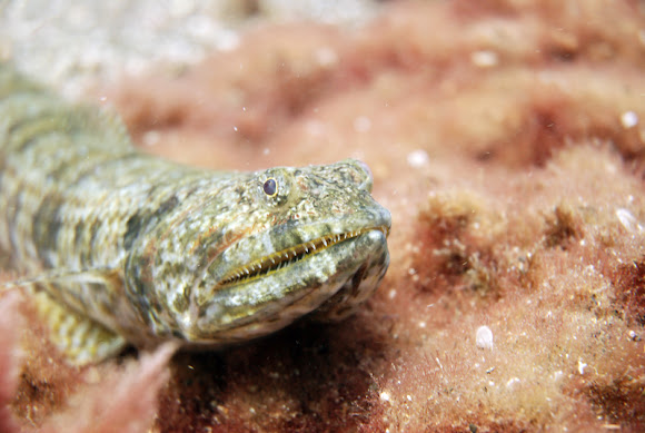 Atlantic lizardfish | Project Noah