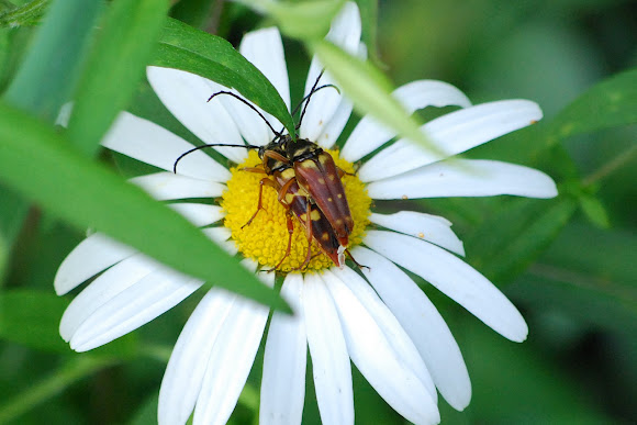 Mating Banded Longhorn Beetles | Project Noah