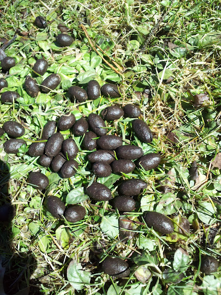 White Tail Deer Scat | Project Noah