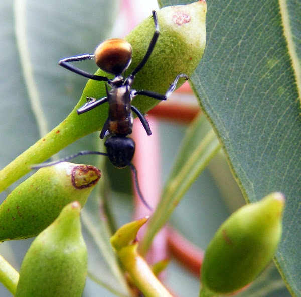 Golden-tailed Spiny Ant | Project Noah