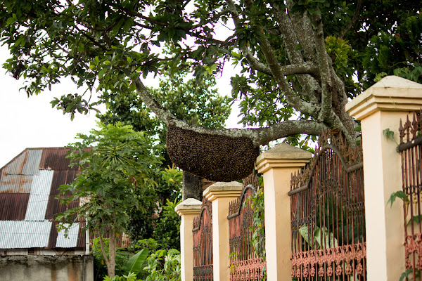 Indonesian Giant Honey Bee | Project Noah