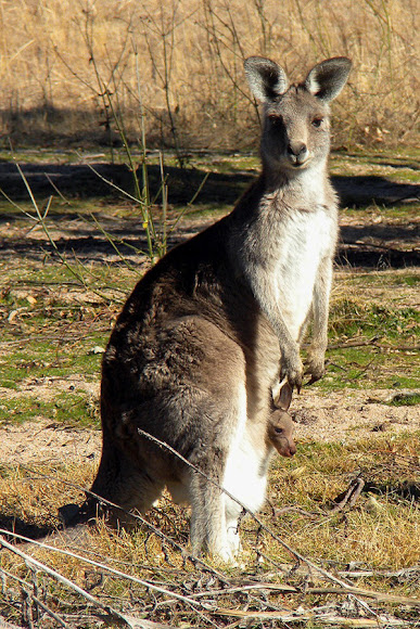 Eastern Gray Kangaroo | Project Noah