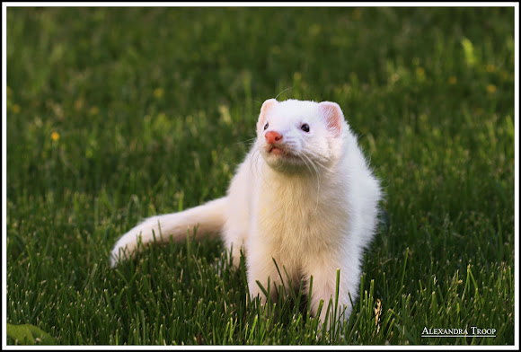 Domestic Ferret | Project Noah