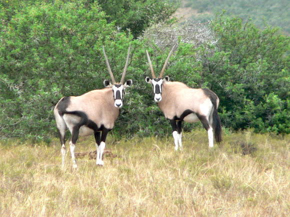 Gemsbok | Project Noah