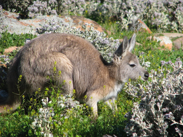 Common Wallaroo/Euro | Project Noah