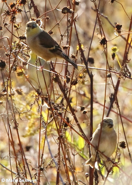 American goldfinch | Project Noah