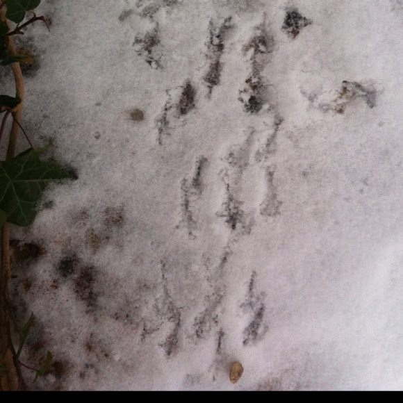 White Winged Dove Tracks | Project Noah