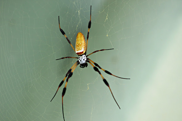 Golden Web Orb-Weaver Spider | Project Noah