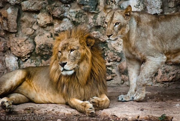 Lion - Leon | Project Noah