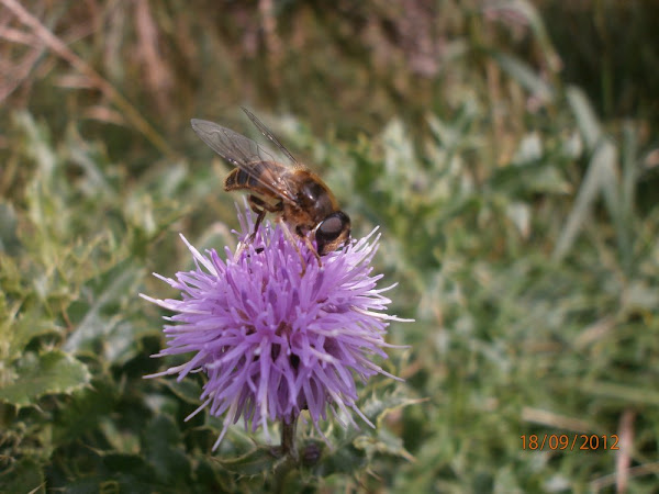 Thistle sp. | Project Noah