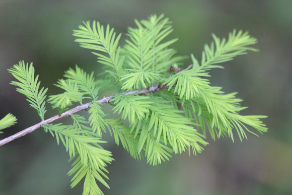 Cypress Tree Leaves | Project Noah