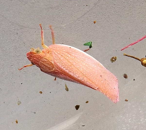 Orange Flatid Planthopper | Project Noah