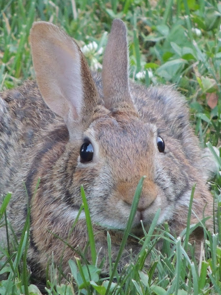 Eastern Cottontail | Project Noah