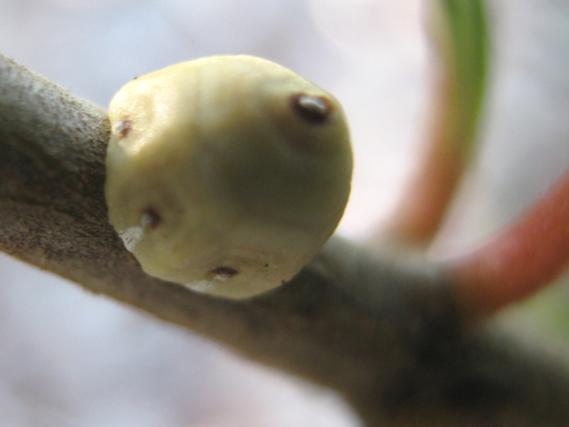 Barnacle Scale Insect | Project Noah