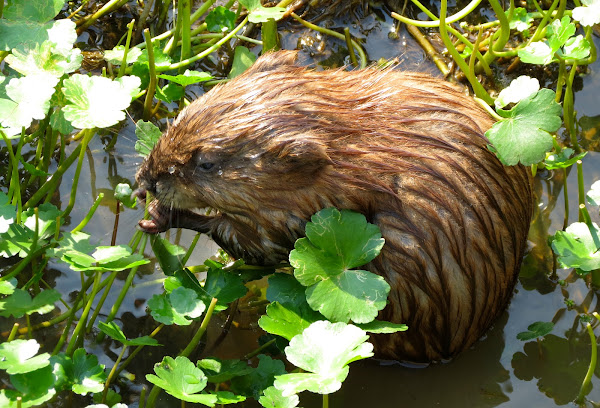 Muskrat | Project Noah