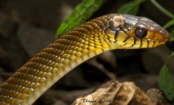 Common rat snake | Project Noah