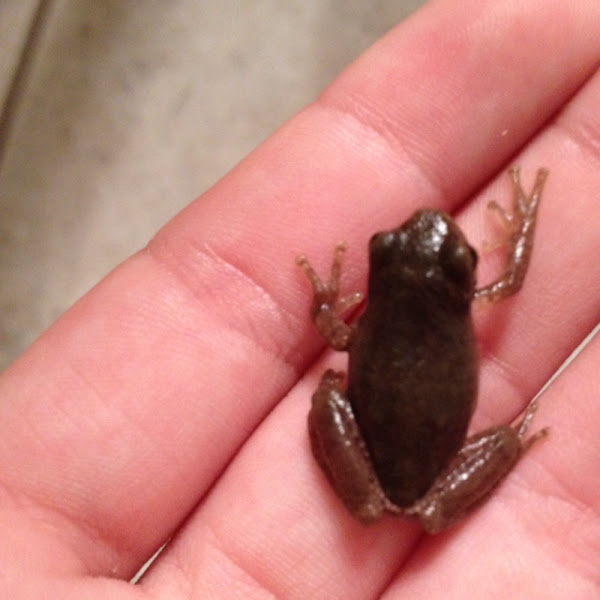 Baby gray tree-frog | Project Noah