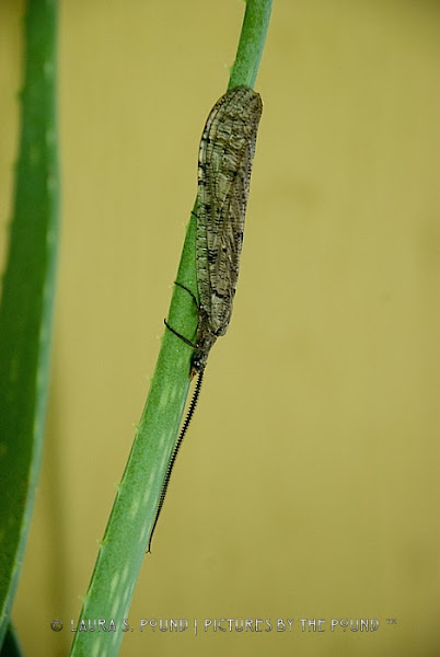 Giant Casemaker caddisfly | Project Noah