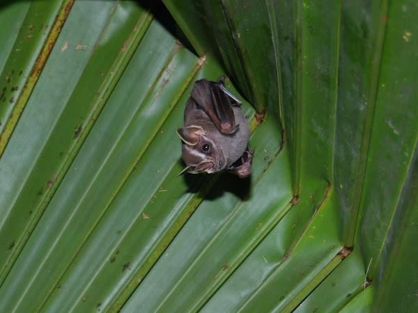 Tent-making bat | Project Noah