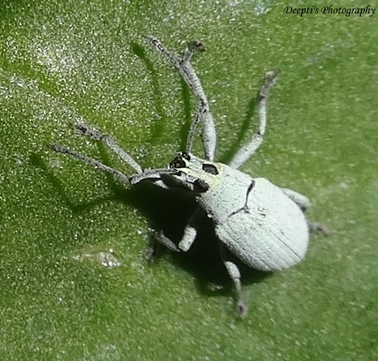 Pod Borer | Project Noah