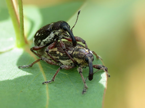 Weevils (mating) | Project Noah