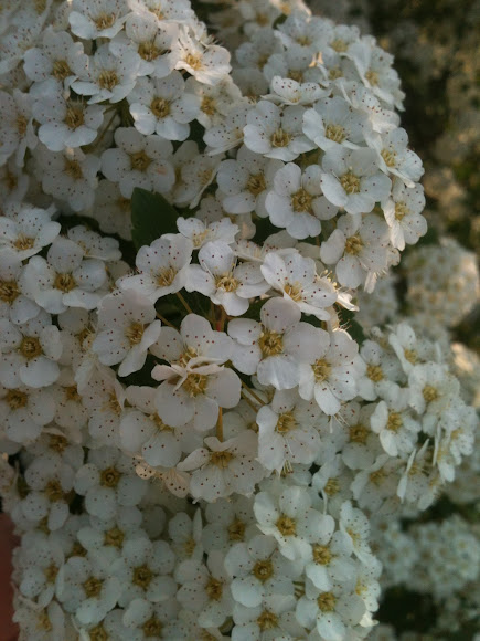 baby's breath spirea | Project Noah