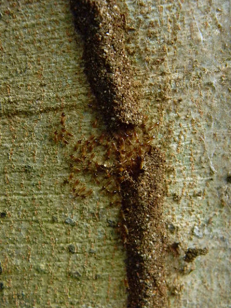 Nasute termites | Project Noah