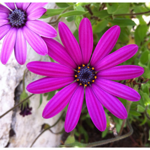 Trailing African Daisy | Project Noah