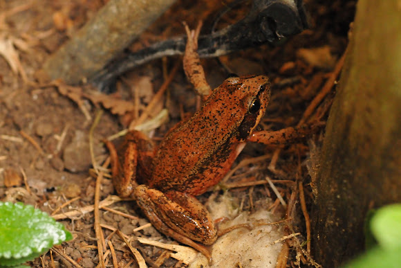 Northern red-legged frog | Project Noah