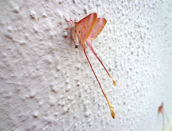 Giant silkmoth | Project Noah