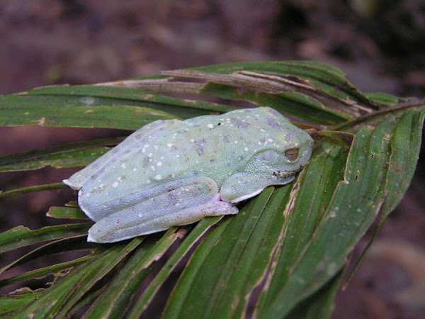 Red Webbed Tree Frog | Project Noah