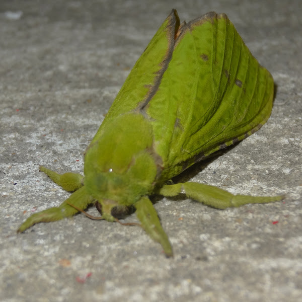 Aenetus eximia (♀) | Project Noah