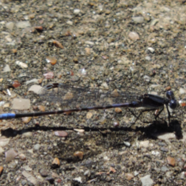 Kiowa Dancer | Project Noah