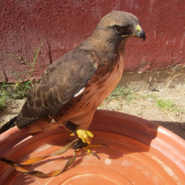 Aves de Mexico | Project Noah