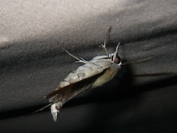 comma nephele | Project Noah