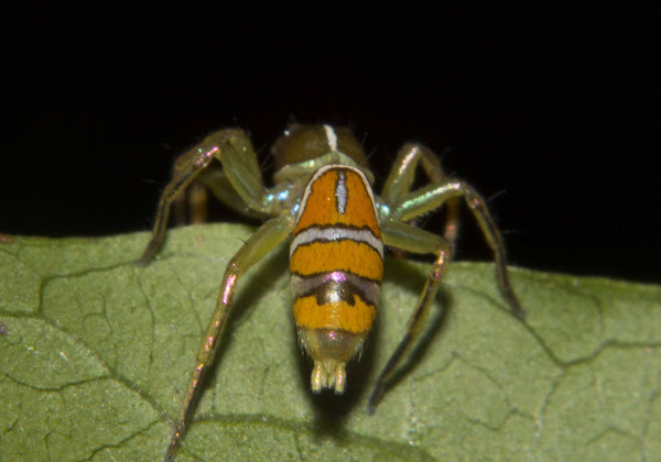 Green Tree Ant Spider (male) | Project Noah