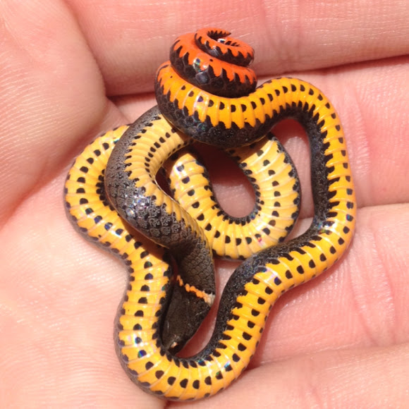 Southern ringneck snake | Project Noah